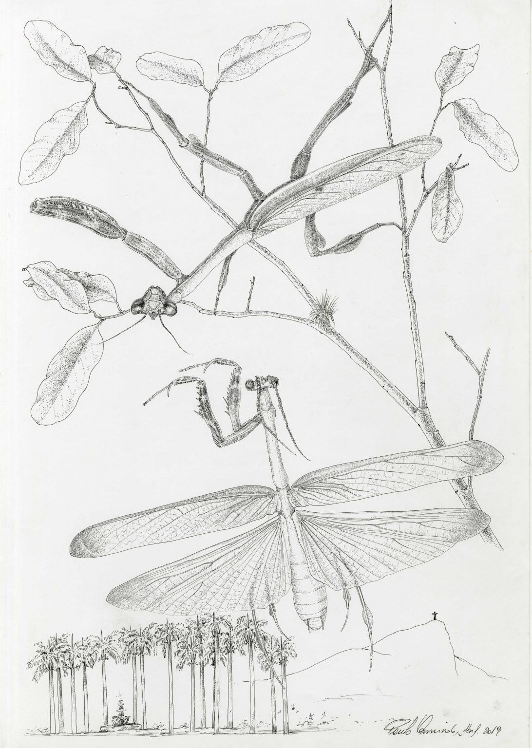 Descubren nueva especie de mantis religiosa en Brasil- National ...