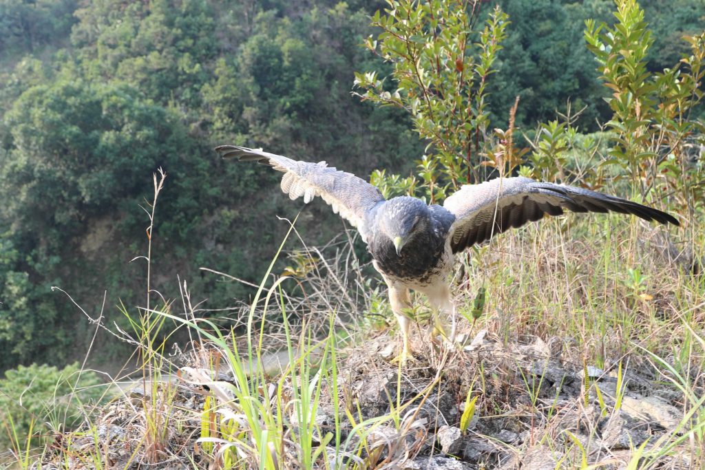 Águila de Páramo herida con perdigones volvió a volar en cielo huilense ...