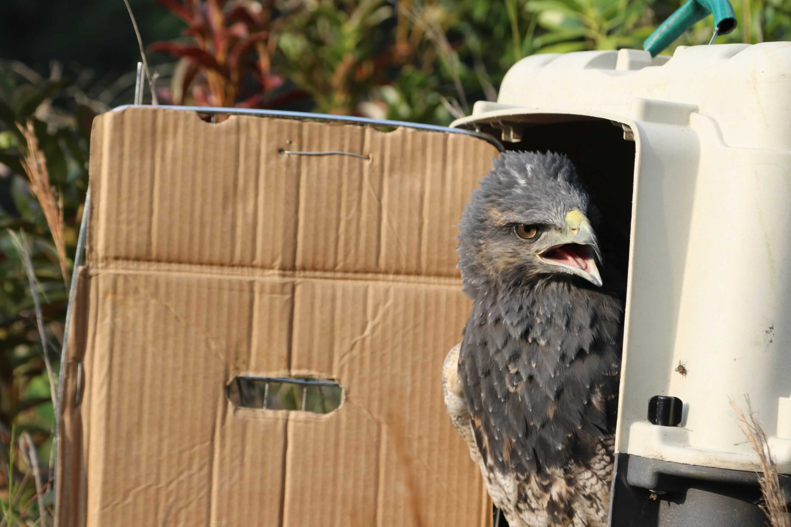Águila de Páramo herida con perdigones volvió a volar en cielo huilense ...