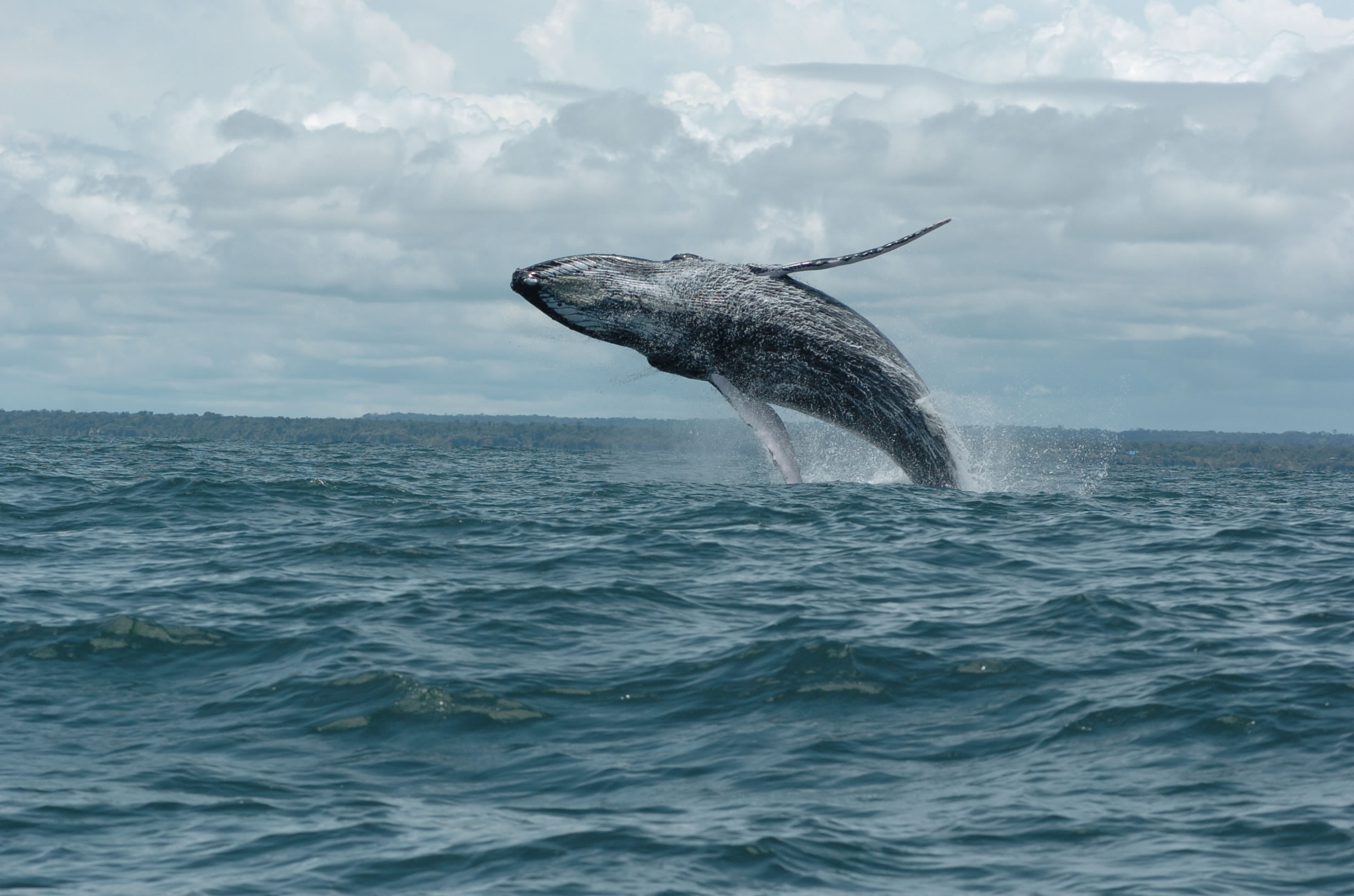 Ballenas jorobadas ya se encuentran en los Parques Nacionales Naturales ...