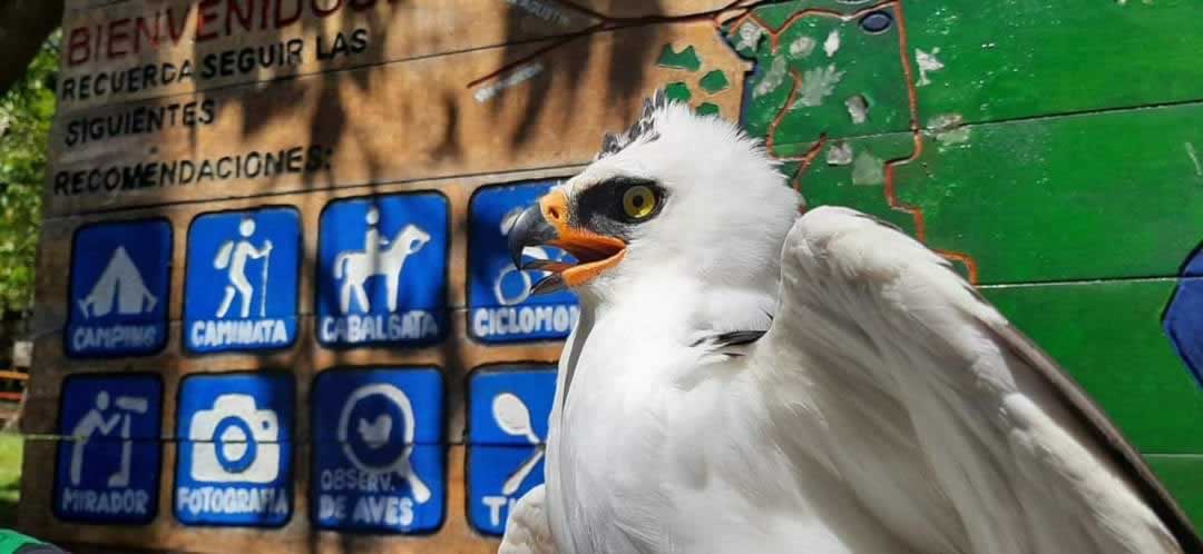 Tras ser herida con perdigones, Águila Blanquinegra se recuperó y ...