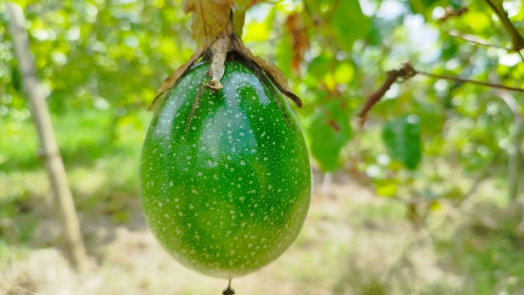 El Huila tiene las condiciones para convertirse en potencia mundial de ...