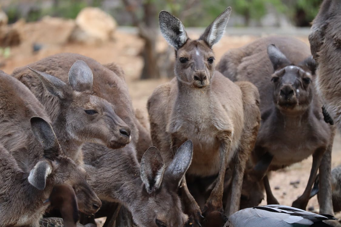 ¿Qué está pasando con los canguros en Australia? - TSM Noticias
