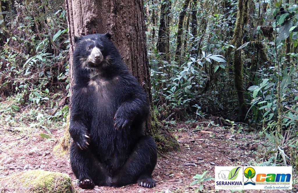 949 especies de fauna silvestre aporta el Huila a la biodiversidad del ...